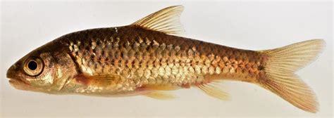 Enteromius Argenteus From Ehlanzeni South Africa On September 5 2019 At 01 22 Pm By Rob Palmer