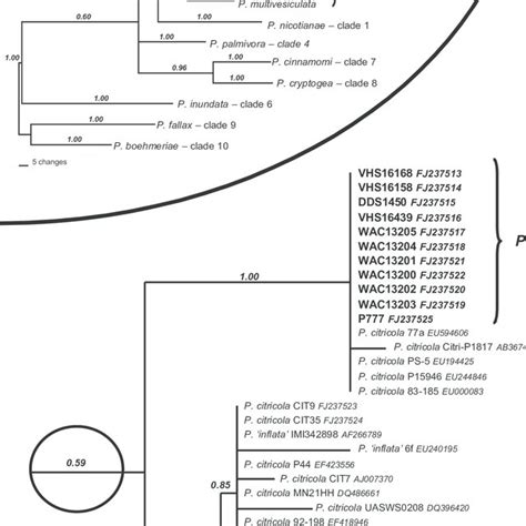 Bayesian Inference Tree Using Rdna Its Sequences Showing Phylogenetic