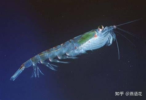小透明生物：未来人类最重要的蛋白质来源？ 知乎