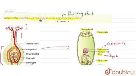 What Is The Function Of Micropyle In An Angiospermic Ovule
