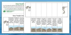 Fossilisation Process Year Cards Resource Twinkl
