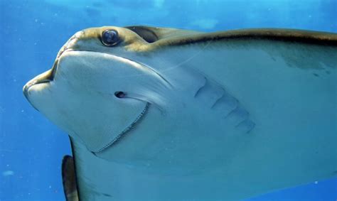 The Mysterious And Dangerous Stingray Critter Science