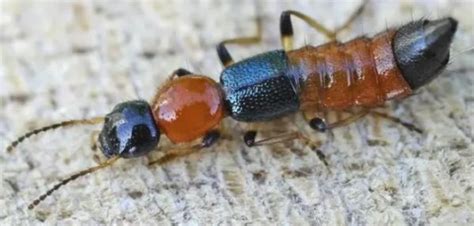 Acid Fly In Kathmandu Two Patients Being Treated At Civil Hospital