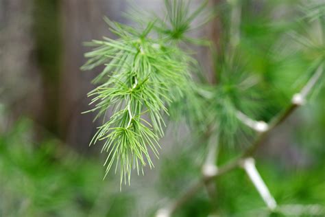 Needle Leaf Holly At Cathy Remington Blog