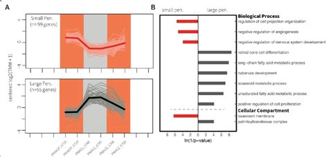 Set C For Waveform Polarity A Expression Patterns Of Set C Genes For