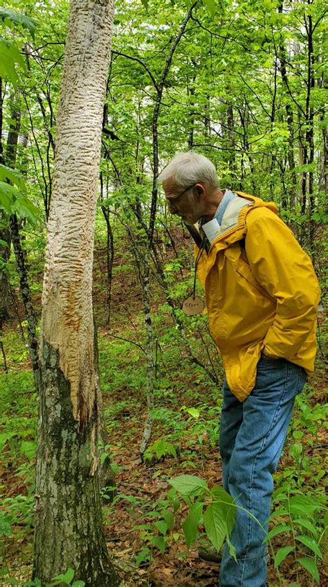 What On Earth Happened To That Tree Western Carolina Botanical Club