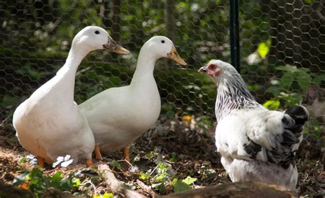 Can Ducks And Chickens Cross Breed
