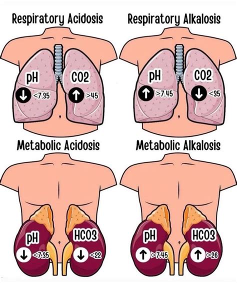 Cranial Nerves Mnemonic Function Labeled Names In Order Definition Artofit