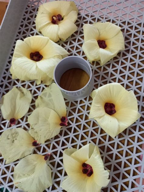 텃밭일기 금화규 꽃 말리기 드디어 성공 텃밭에서 뱀본 썰~ 네이버 블로그