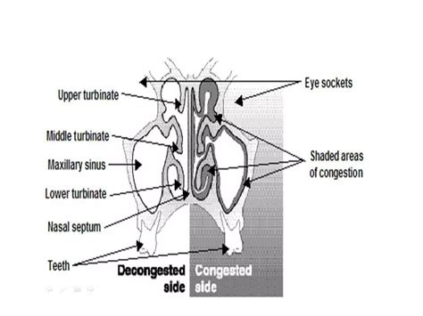 Physiology Of Nose Pptx