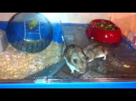 Gay Hamsters Youtube