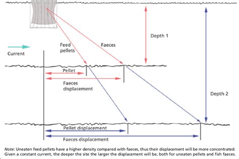 Influence Of Depth In Solid Waste Displacement On The Sea Bed Below Cages Download Scientific