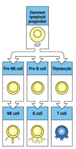 Immu L12 Lymphocyte Development Flashcards Quizlet