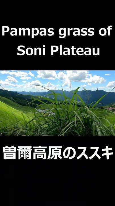 Pampas Grass Of Soni Plateau7（曽爾高原のススキ） Shorts Pampassgrass Plateau