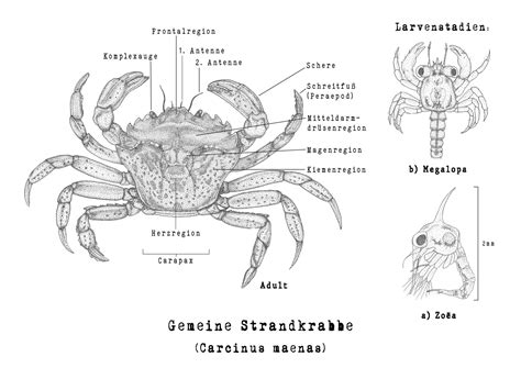 Crab Scientific Illustration