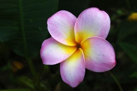Premium Photo Close Up Of Pink Plumeria Flower