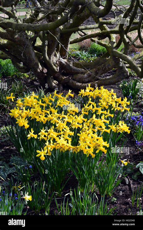 Narcissi Peeping Tom Under Parratia Perica Tree Persian Ironwood At Rhs Garden Harlow Carr