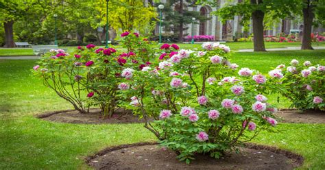 Peony Guide To Growing And Caring For Peonies Giy Plants
