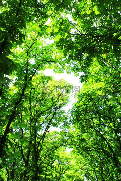 绿色的树冠高清摄影大图 千库网