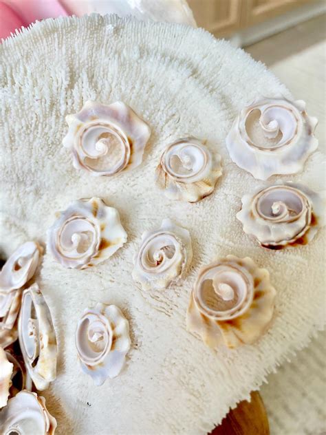 Spiral Whelk Shell Cut Slices 1 45 You Choose Size Craft Seashells Etsy