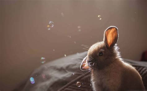 100 Bunny Aesthetic Wallpapers