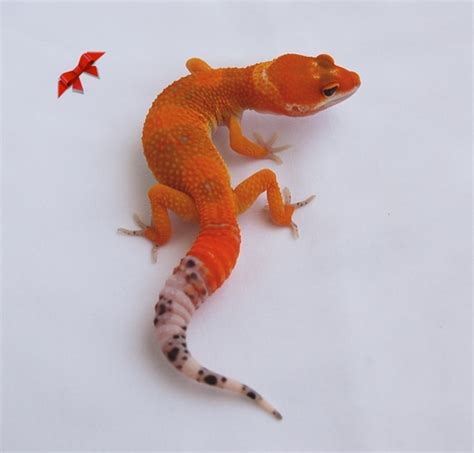 Tangerine Leopard Gecko By Bold And Bright Geckos