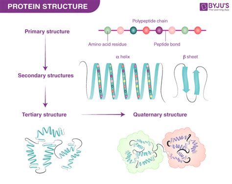 Primary Structure Of Proteins