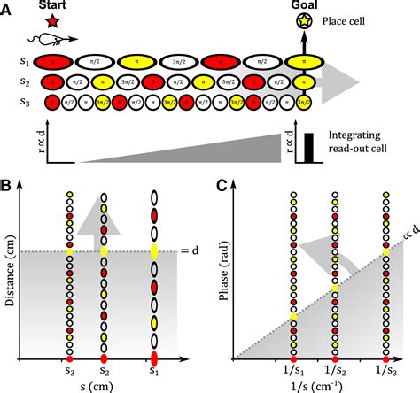 Using Grid Cells For Navigation Neuron