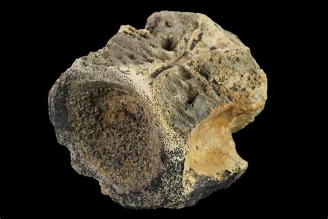 1 3 Fossil Crocodylomorph Vertebra Montana 134811 For Sale