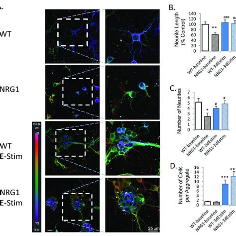 Effects Of Es On Primary Neural Organoids A Map2 Immunofluorescence
