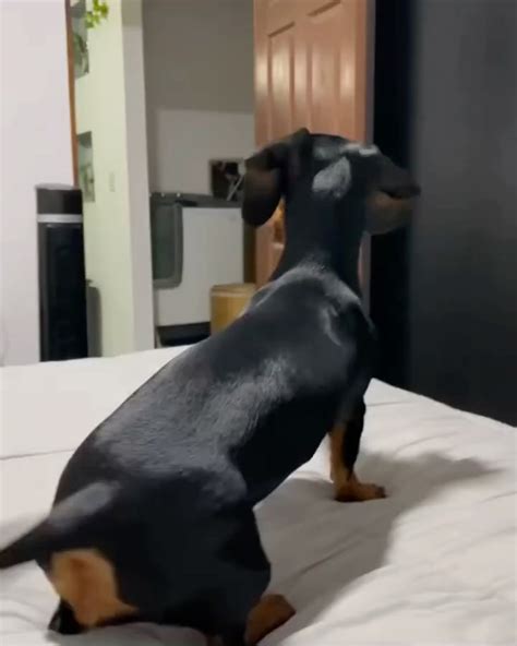 Dachshund Finds Just A Squad Of Tiny Dachshunds Causing Maximum Chaos And Cuteness 🐶💛