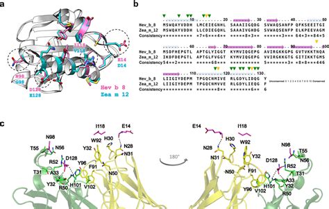 Generating Cross Reactivity A Ribbon And Stick Models Of Rhev B 8 Download Scientific Diagram