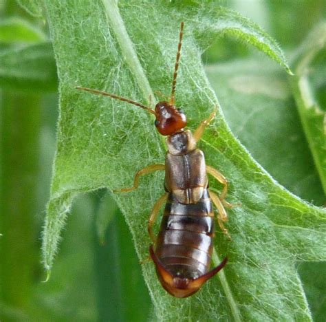 Insects Of Scotland Earwigs Stick Insects