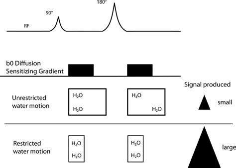 Application Of Water Motion Probing Diffusion Sensitizing Gradients Download Scientific Diagram