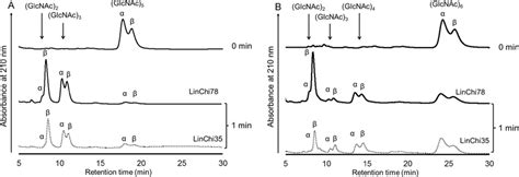 Anomeric Analysis Of Hydrolytic Products From Glcnac5a And Download Scientific Diagram