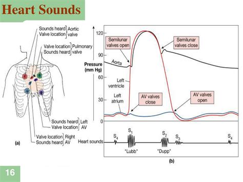 Ppt Heart Pump And Cardiac Cycle Powerpoint Presentation Free