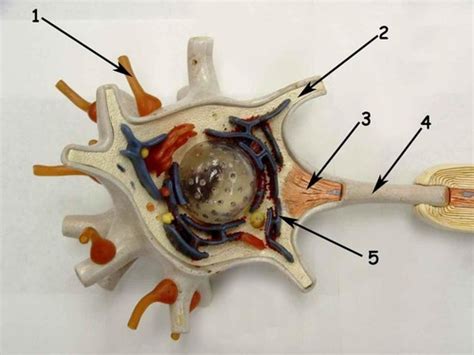 Multipolar Neuron Model