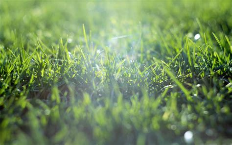 Grass Field Mac Wallpaper Download Allmacwallpaper