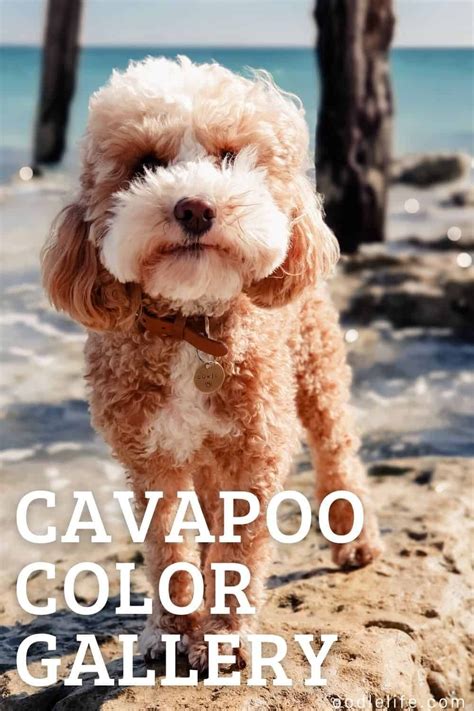 Cavapoo Colors With Photos Including Tricolor Oodle Life Artofit