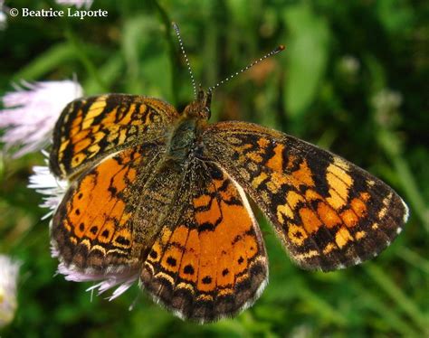 Northern Crescent Phyciodes Cocyta Cramer 1777 Butterflies And Moths Of North America