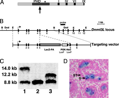 Meiotic And Epigenetic Defects In Dnmt3l Knockout Mouse Spermatogenesis