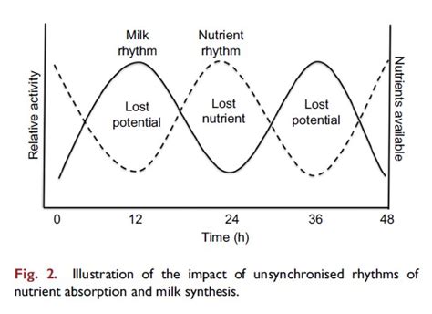 اهمیت ریتم شبانه روزی در تغذیه گاوهای شیری بلاگ پتروطرح