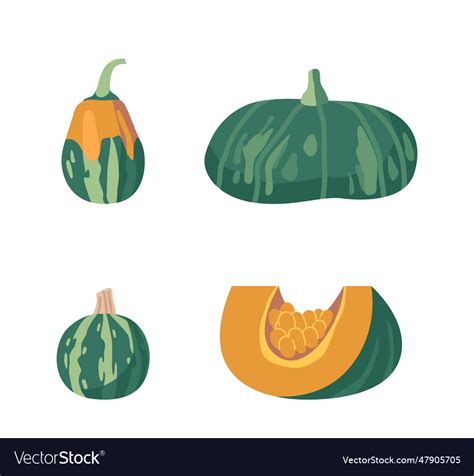 Green Pumpkin Vegetables Autumn Gourds Can Vector Image