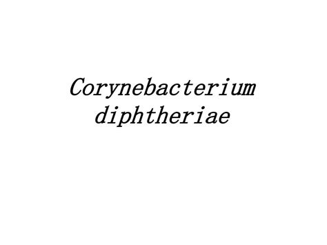 Ppt Corynebacterium Diphtheriae Powerpoint Presentation Free Download Id 3672075