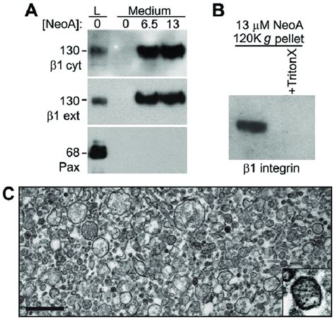 Neoa Causes The Release Of Intact B1 Integrin Subunits And Download Scientific Diagram