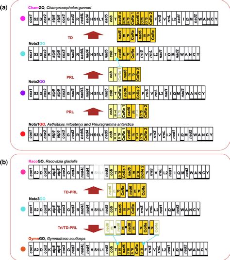 Pathway 3 And 4 The Evolution Of Five Mitochondrial Gene Orders In