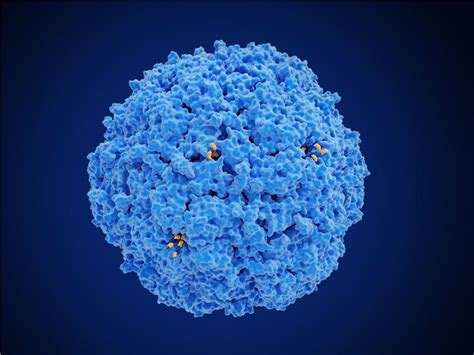 Caged Protein Nanoparticle Development Cd Formulation