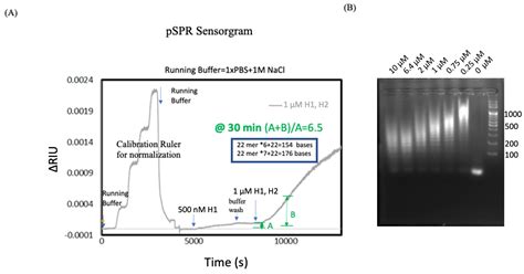 Biosensing Amplification By Hybridization Chain Reaction On Phase Sensitive Surface Plasmon