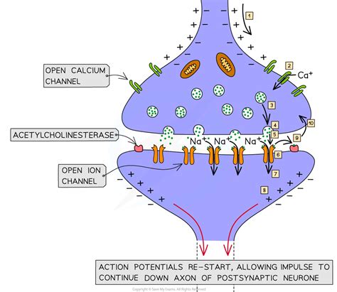 Transmission Across A Cholinergic Synapse Ocr A Level Biology