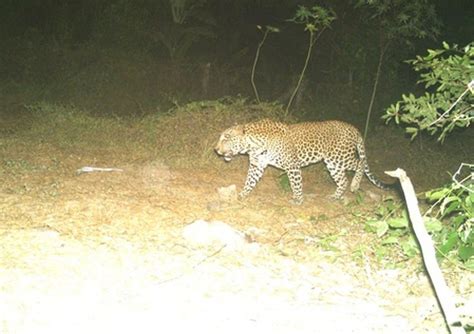 Cctv Cameras Capture Leopard Near Electronic City